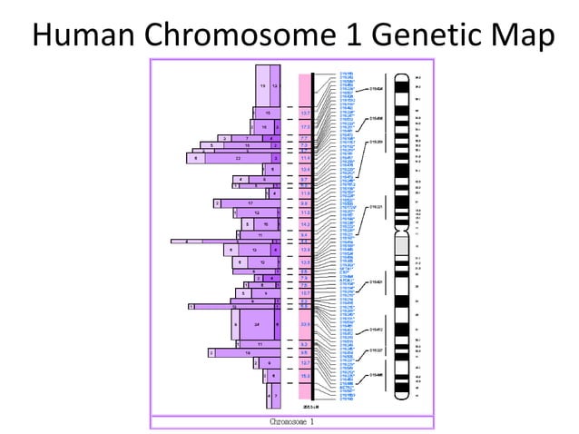Human genome project | PPTX