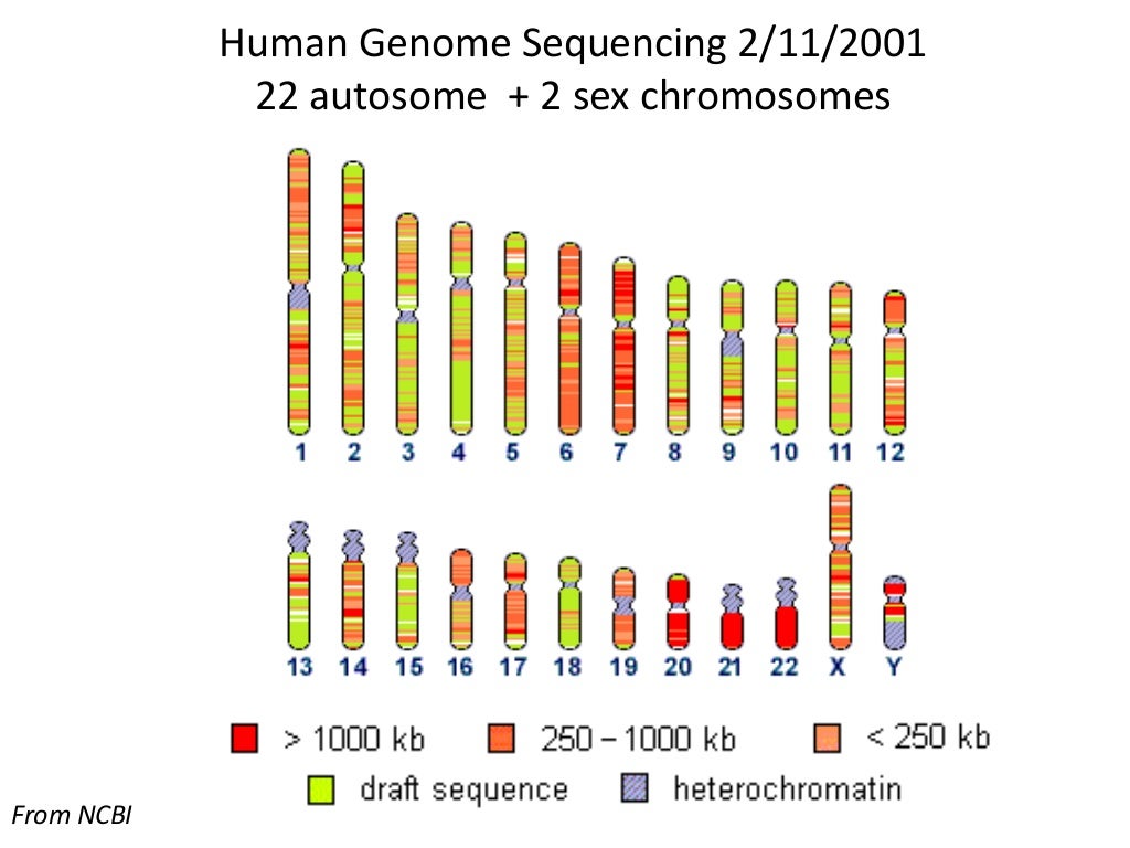 Human genome project