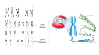 Human genome project - Decoding the codes of life | PPTX | Genetics ...