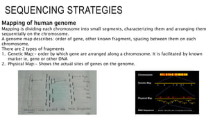 Human genome project - Decoding the codes of life | PPTX | Genetics ...