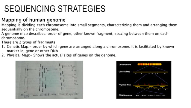 Human genome project - Decoding the codes of life | PPTX