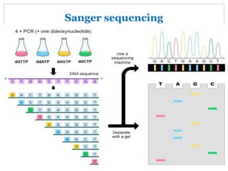 Human Genome Project Sequencing