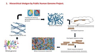 Human genome project | PPTX