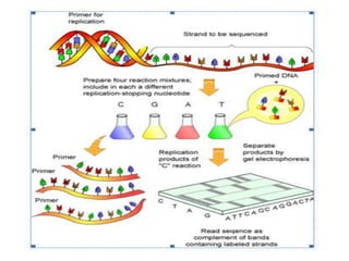 Human genome project | PPT