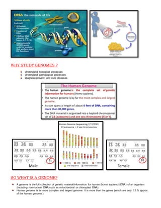 Human Genome Project Poster