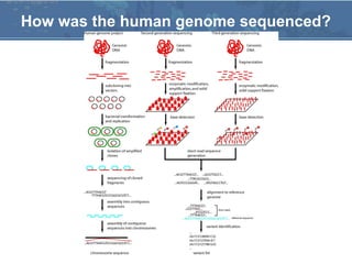 HUMAN GENOME PROJECT.ppt.pdf