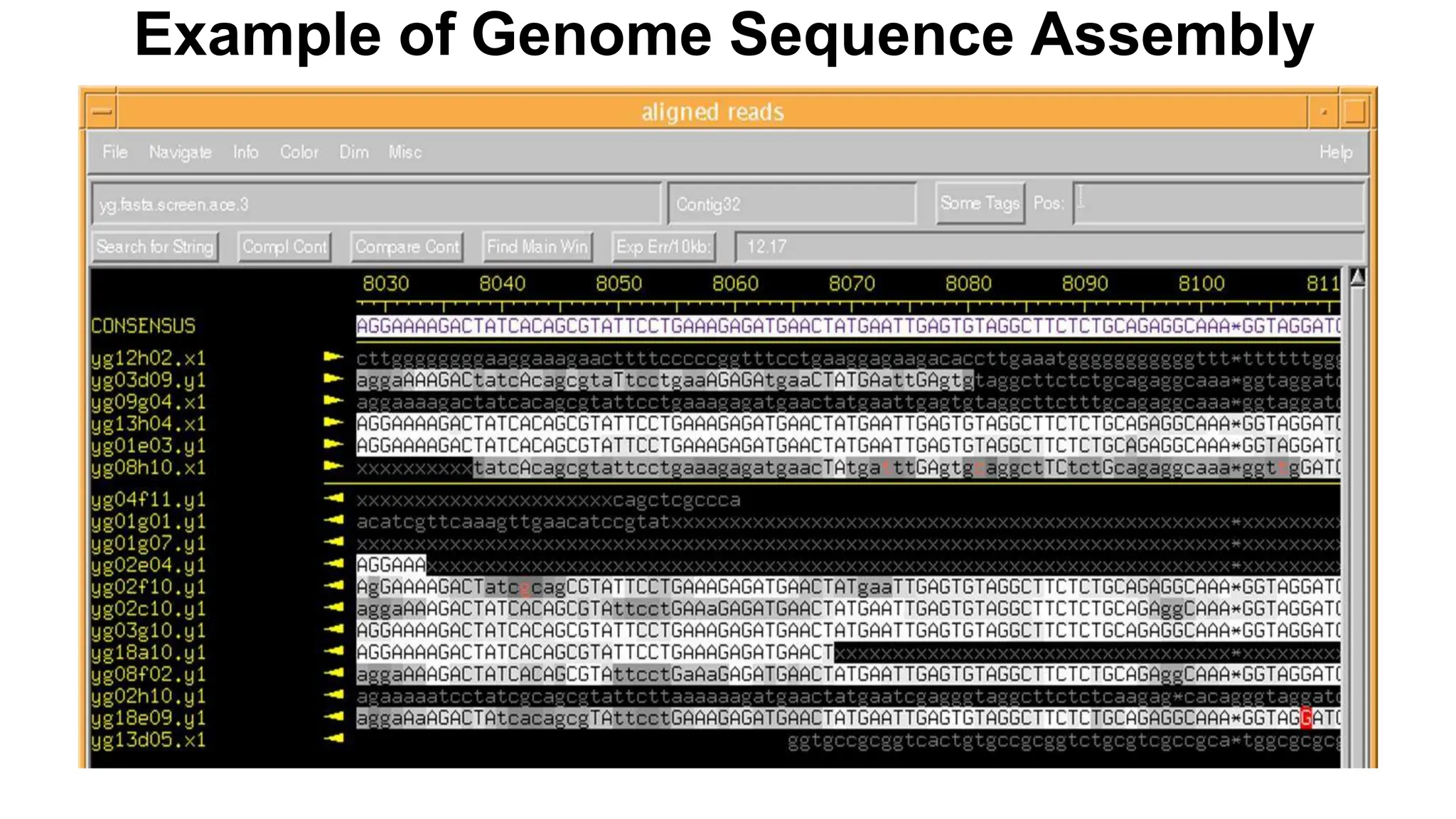 HUMAN GENOME PROJECT.pptx