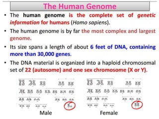 Human_genome_project---------------.pptx