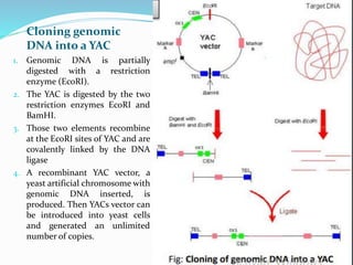 Human genome project (2) converted | PPT