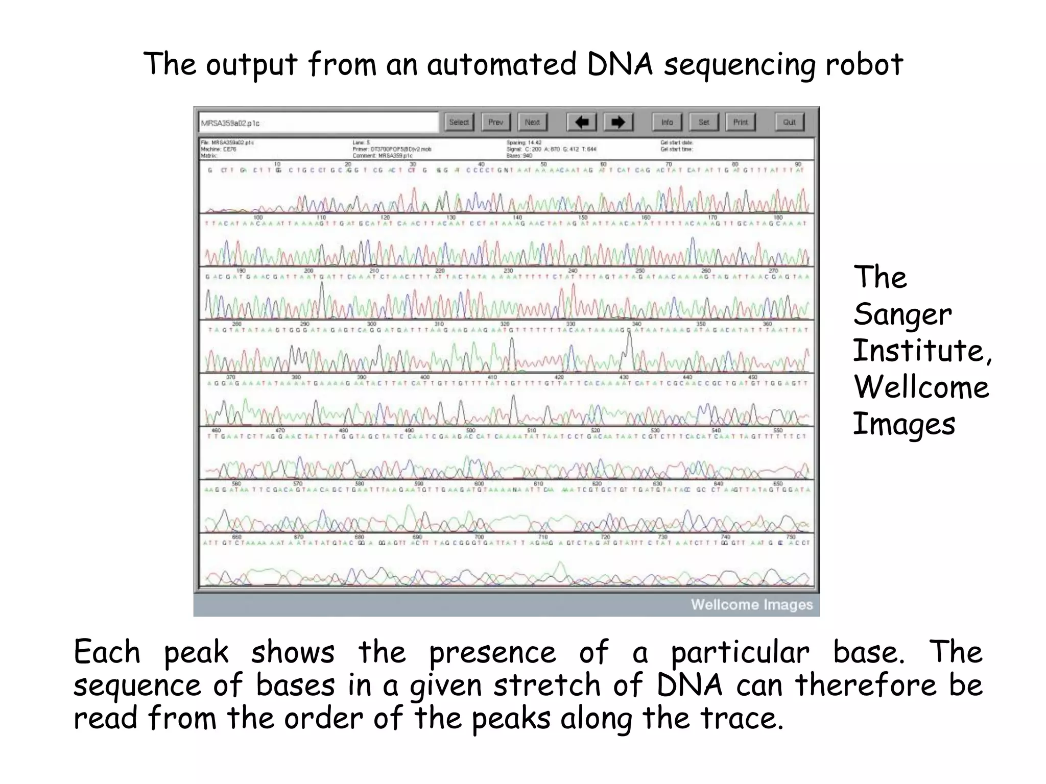 Human genome project and elsi | PDF