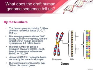 The Human Genome Project | PPTX