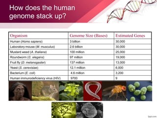 The Human Genome Project | PPTX