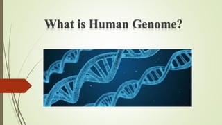 Human Genome Project | PPTX | Genetics | Science