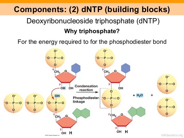 The Human Genome Project - Part I