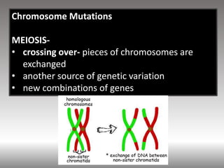 Human Genomics1: Karyotypes and Mutations | PPTX