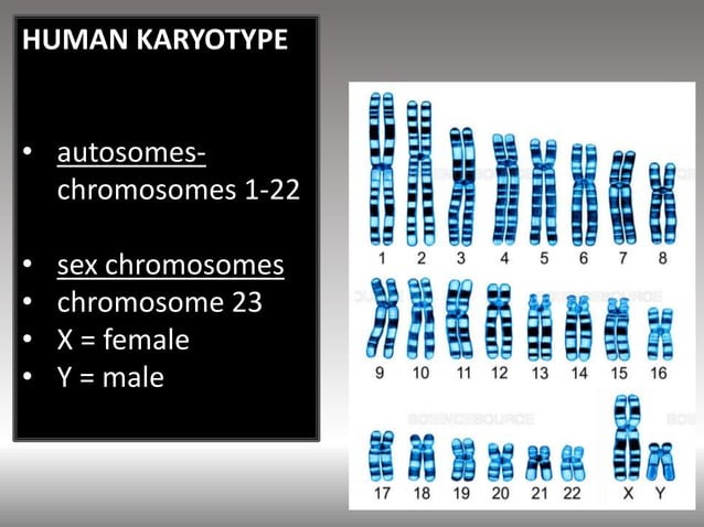 Human Genomics1: Karyotypes and Mutations | PPT