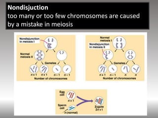 Human Genomics1: Karyotypes and Mutations | PPTX