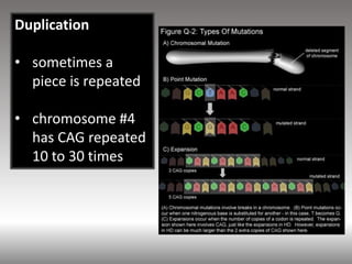 Human Genomics1 Karyotypes and Mutations | PPTX