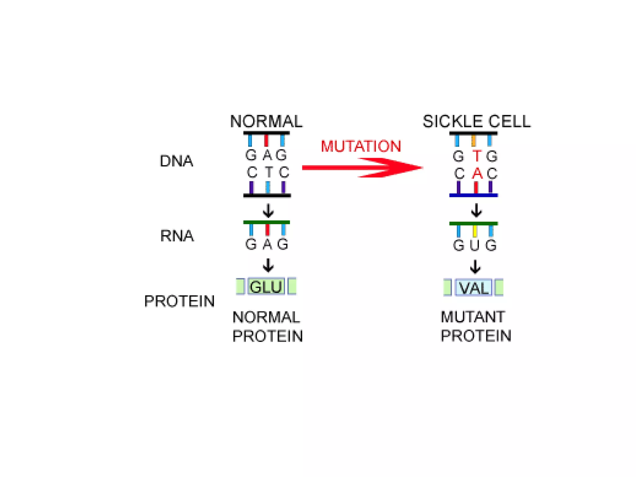 Human Genomics 1: Karyotypes and Mutations | PPTX | Blood Disorders ...