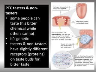 Human Genomics 1: Karyotypes and Mutations | PPTX | Blood Disorders ...