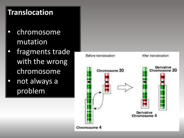 Human Genomics 1: Karyotypes and Mutations | PPT