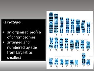Human Genomics 1: Karyotypes and Mutations | PPTX | Blood Disorders ...