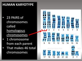 Human Genomics 1: Karyotypes and Mutations | PPTX