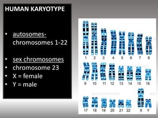 Hemophilia Karyotype