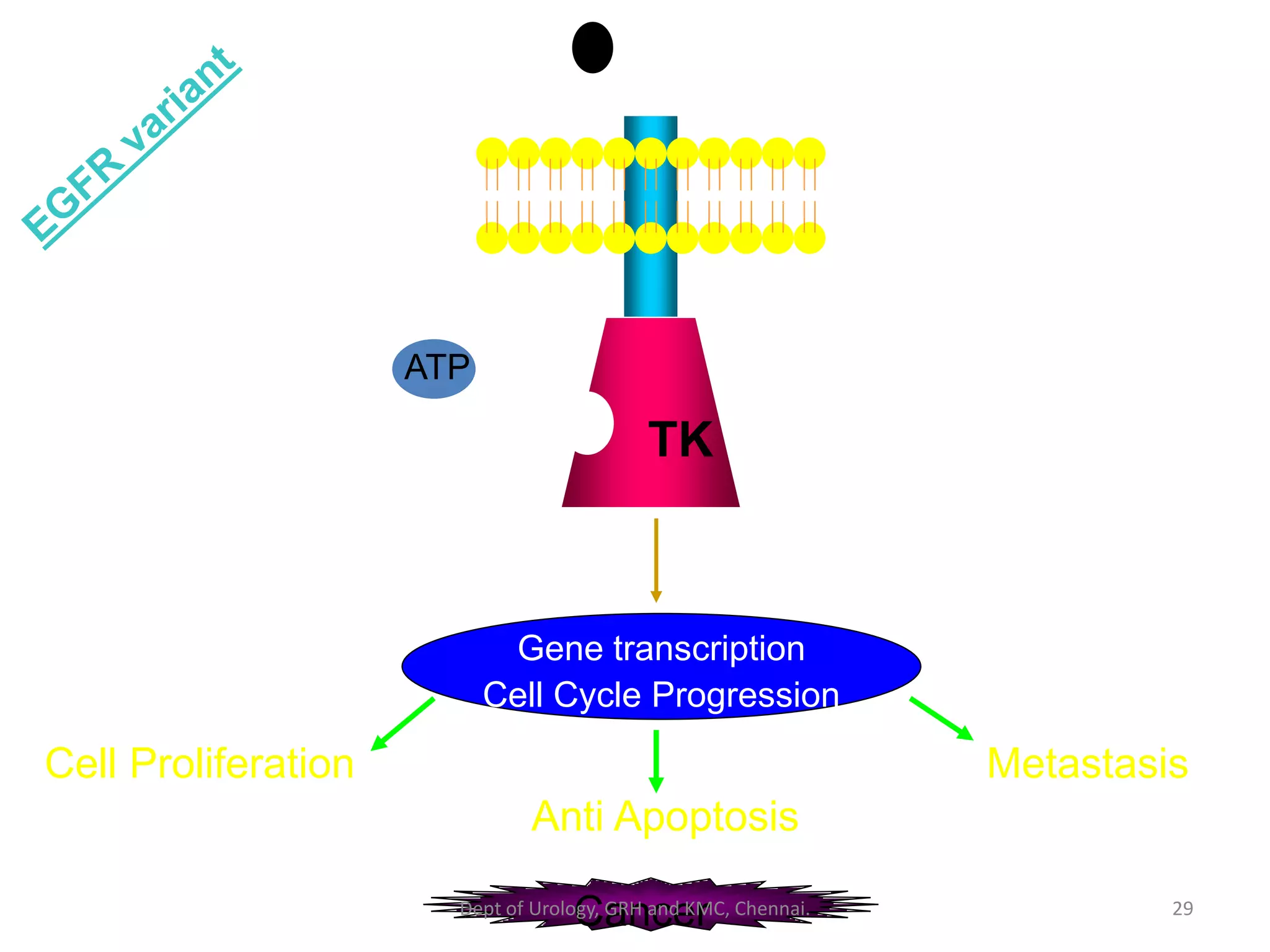 Human growth factorS | PDF