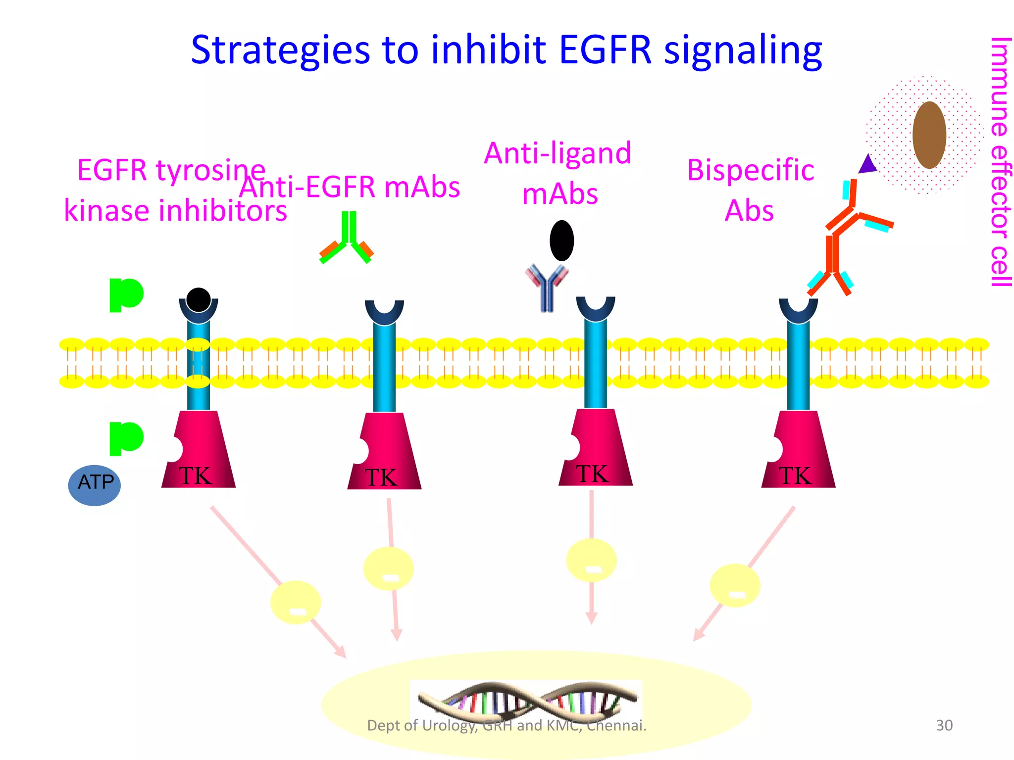 Human growth factorS | PDF