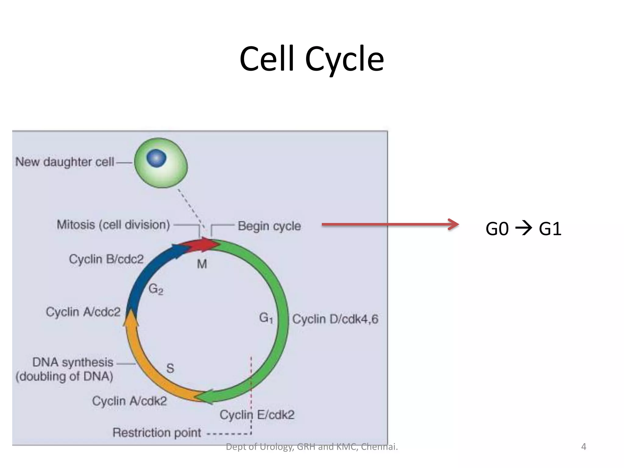 Human growth factorS | PDF