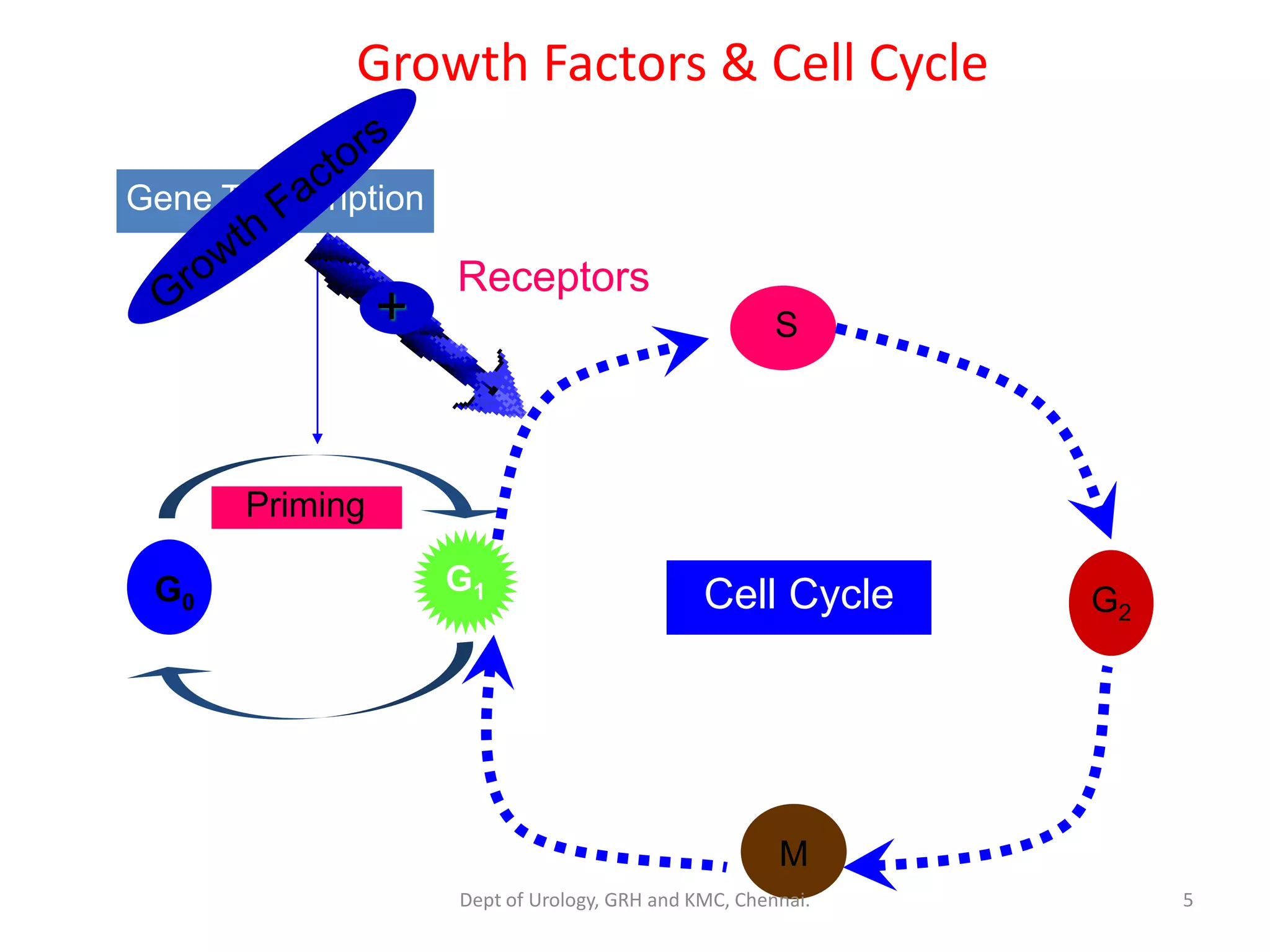 Human growth factorS | PDF