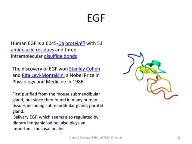 Human growth factorS | PDF