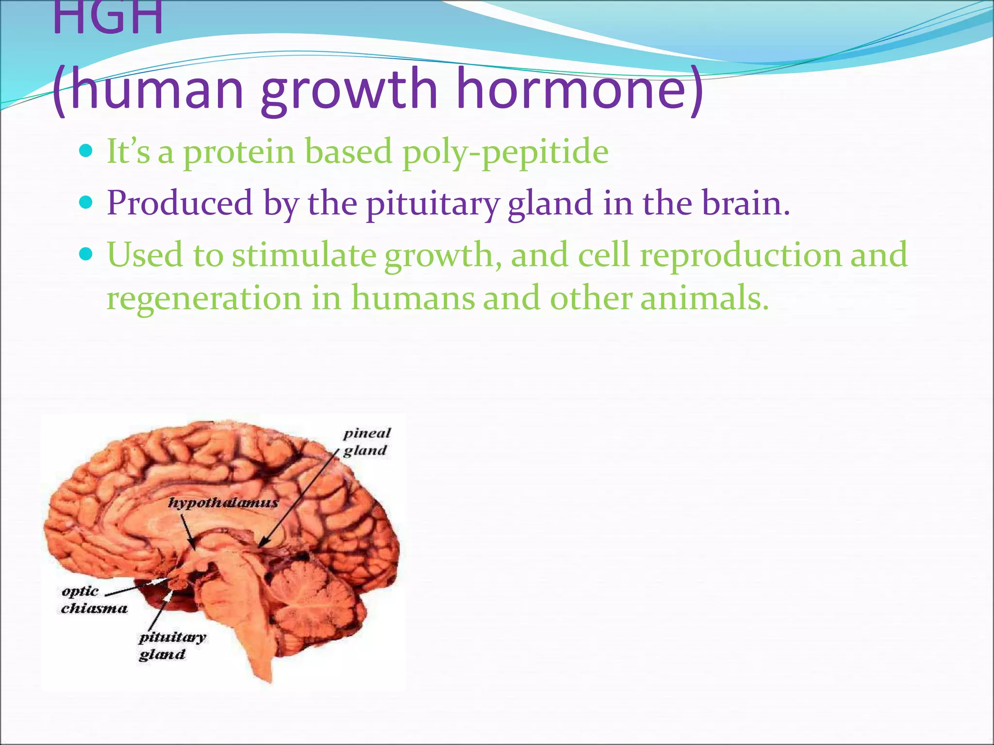 Human growth hormone | PPT