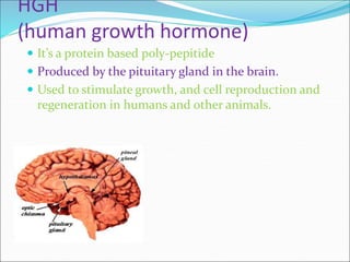 Human growth hormone | PPT