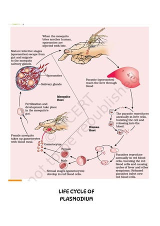 CLASS 12th HUMAN HEALTH AND DISEASE.pdf