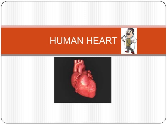 Human heart (Powerpoint Version) | PPTX | Heart and Cardiovascular Diseases | Diseases and ...