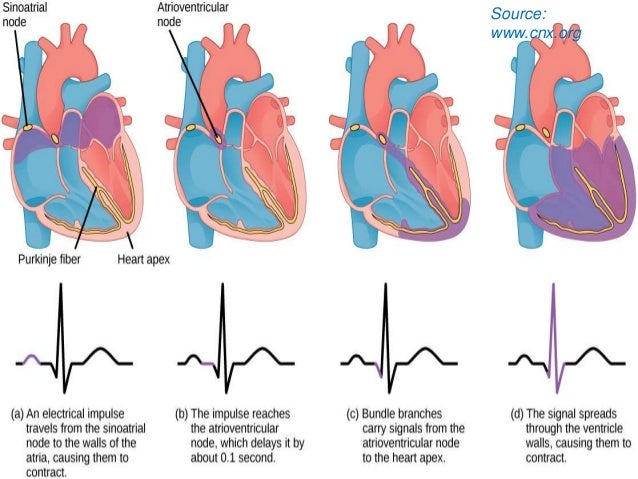 Human heart (Powerpoint Version)