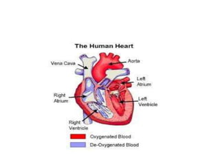 Human heart | PPTX
