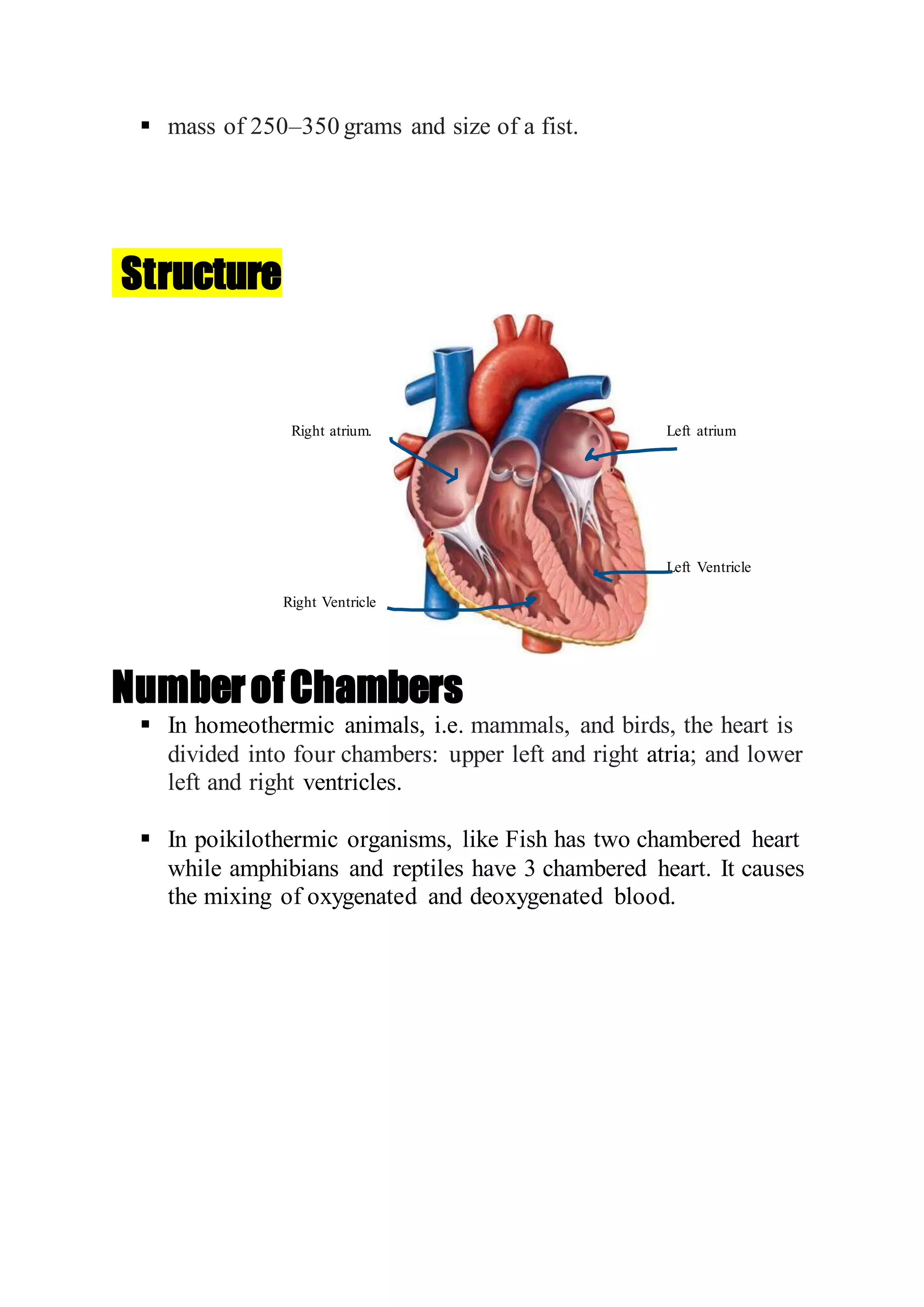 Human heart | DOCX