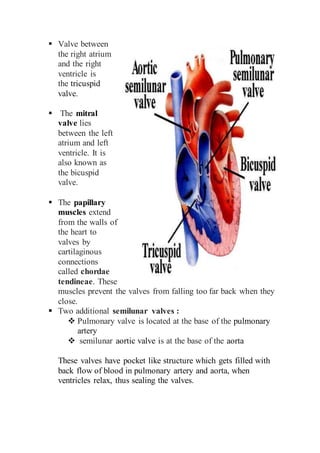 Human heart | DOCX
