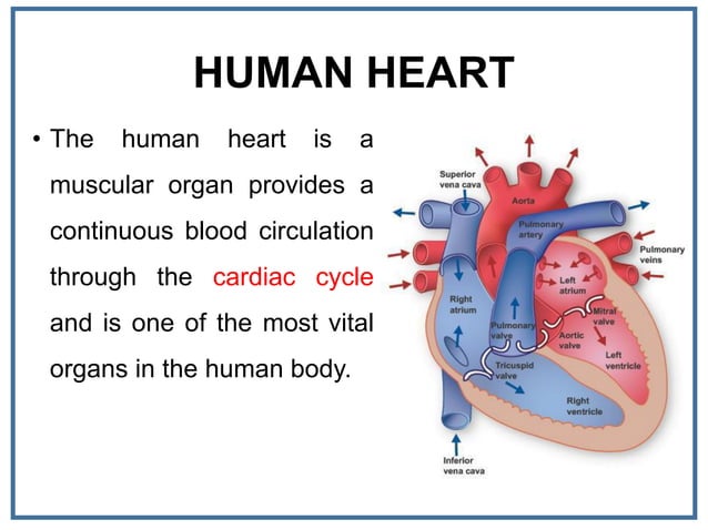 Human heart | PDF