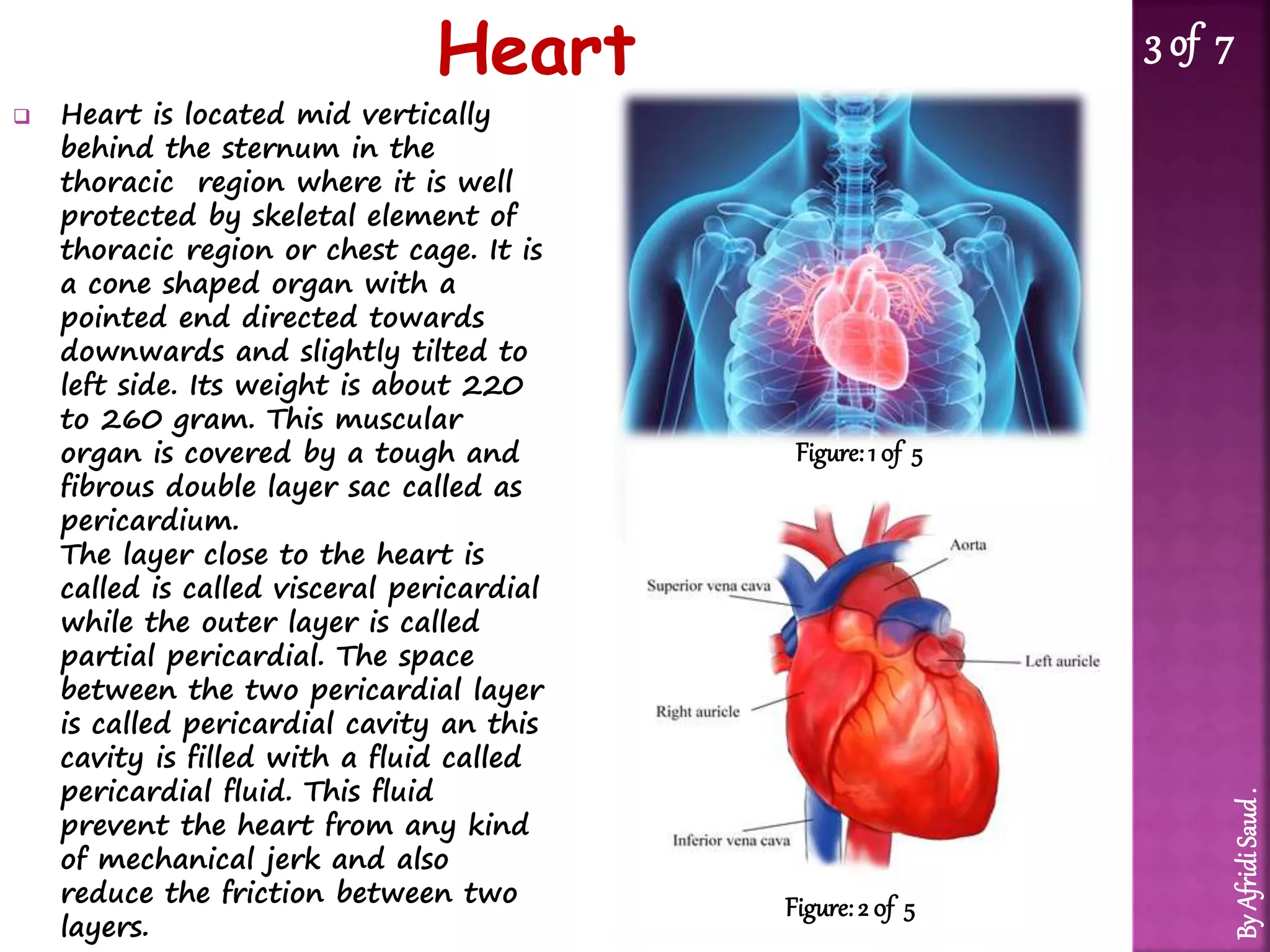 Human heart | PPTX