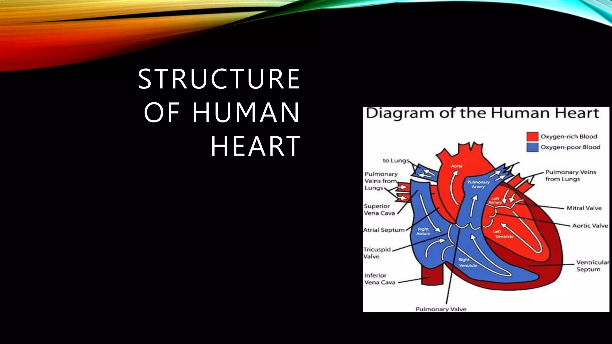 Human heart.pptx