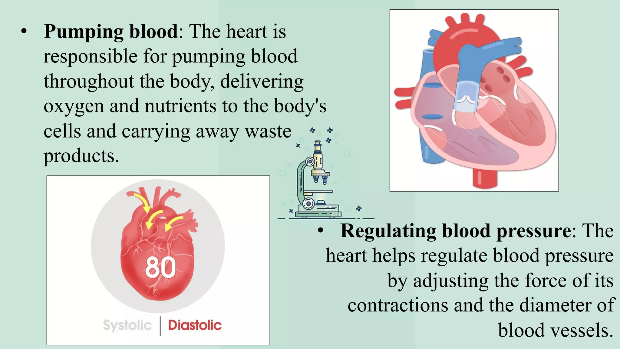 Human heart.pdf
