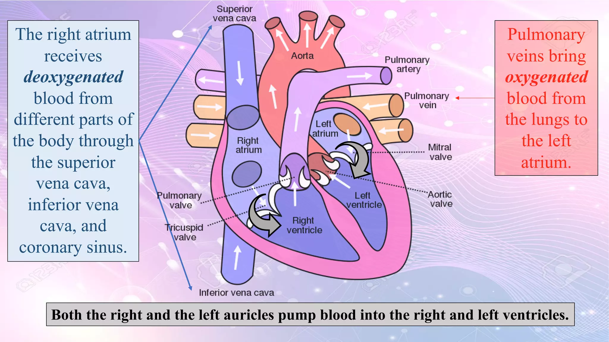 Human heart.pdf