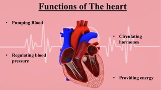 Human heart.pdf