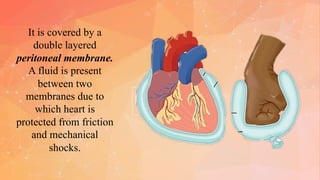 Human heart.pdf