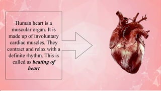 Human heart.pdf