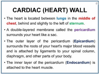human heart and its functions of human heart | PPTX